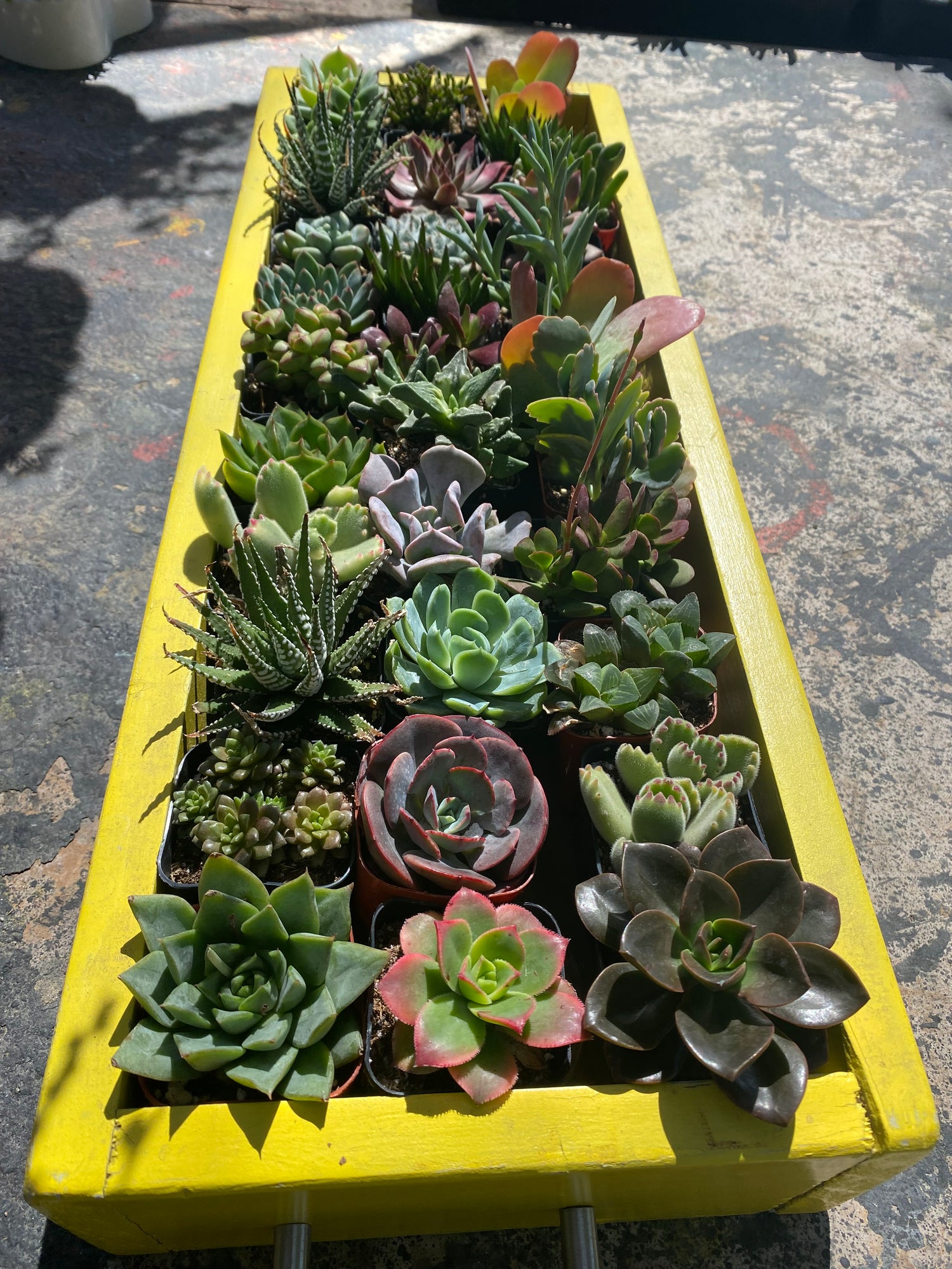 The 5 Most Colorful Succulent Varieties to Brighten Your Space – asucca4u